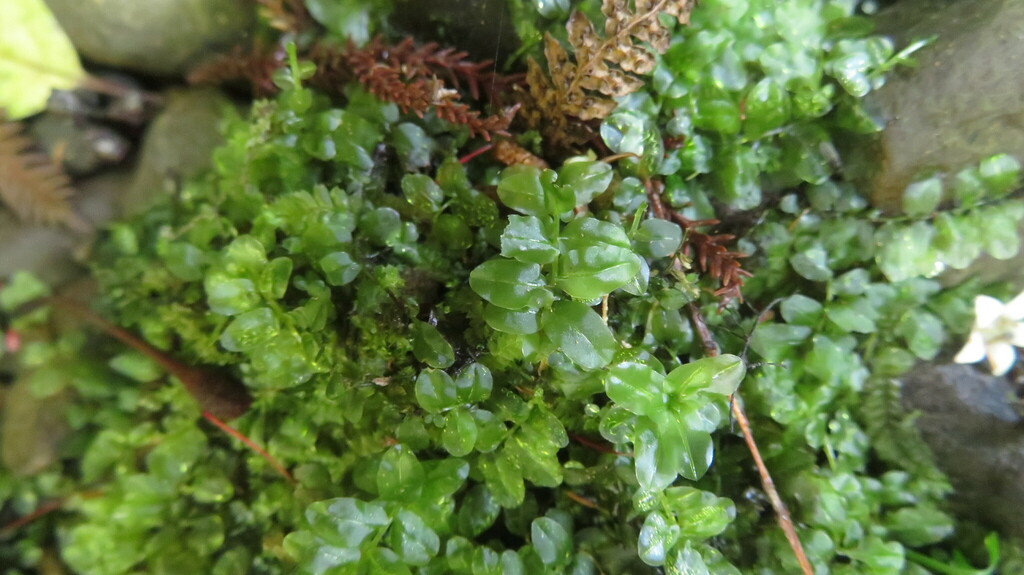 common bladder moss from Wainuiomata, Lower Hutt, New Zealand on ...