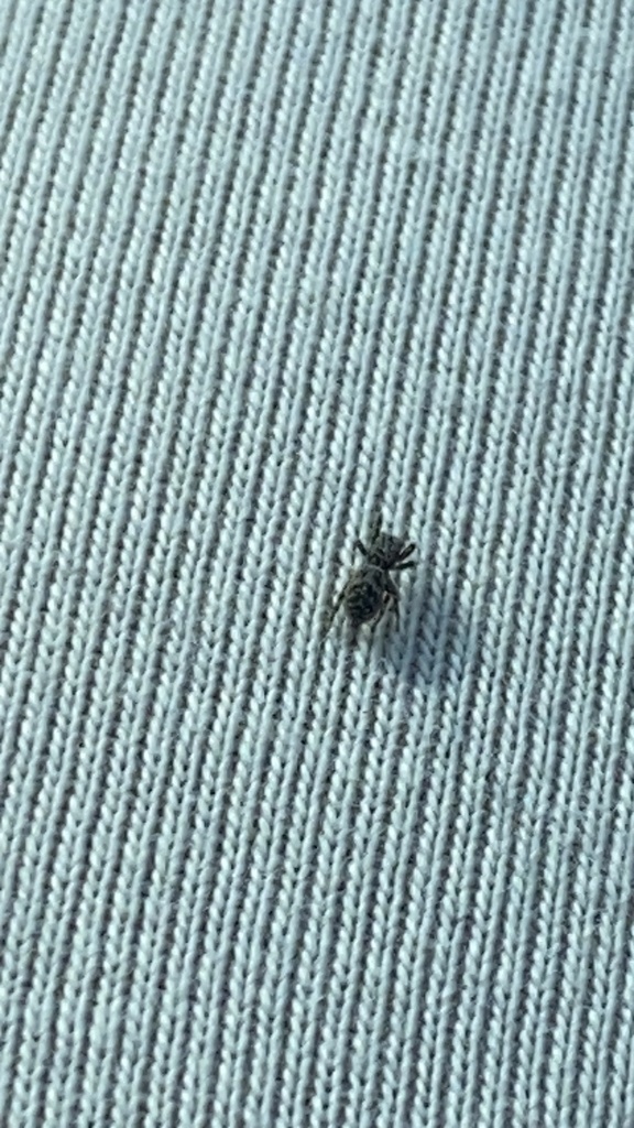 Jumping Spiders from I-94 W, Dalton, MN, US on August 14, 2023 at 04:05 ...