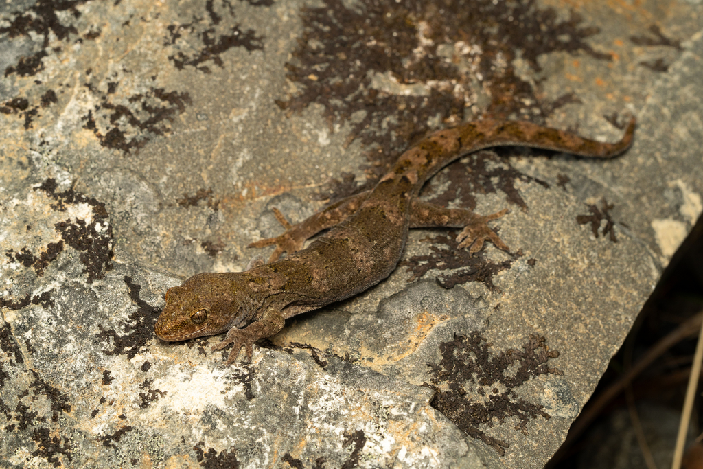 Southern Alps Gecko in December 2023 by Euan Brook · iNaturalist