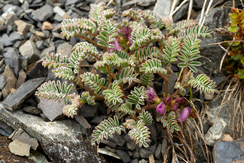 Scree Pea in December 2023 by Euan Brook · iNaturalist