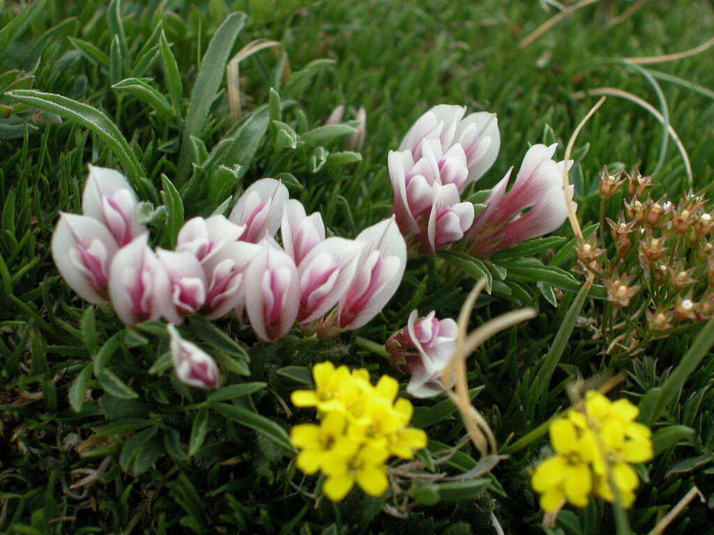 Dwarf Clover from Larimer County, CO, USA on July 9, 2005 by Tyler ...
