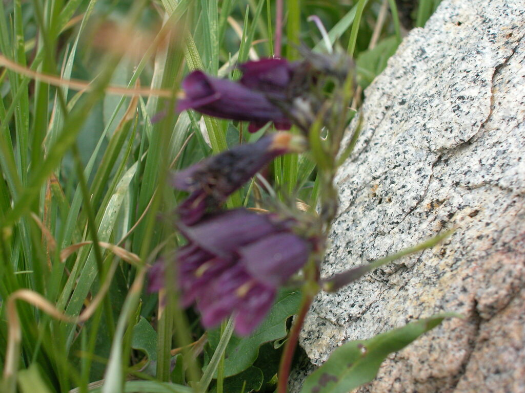 Whipple's penstemon from Larimer County, CO, USA on July 9, 2005 by ...