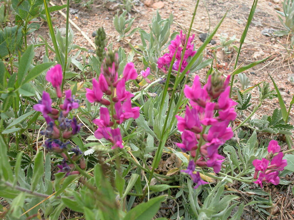 Lambert's Locoweed from Larimer County, CO, USA on July 9, 2005 by ...