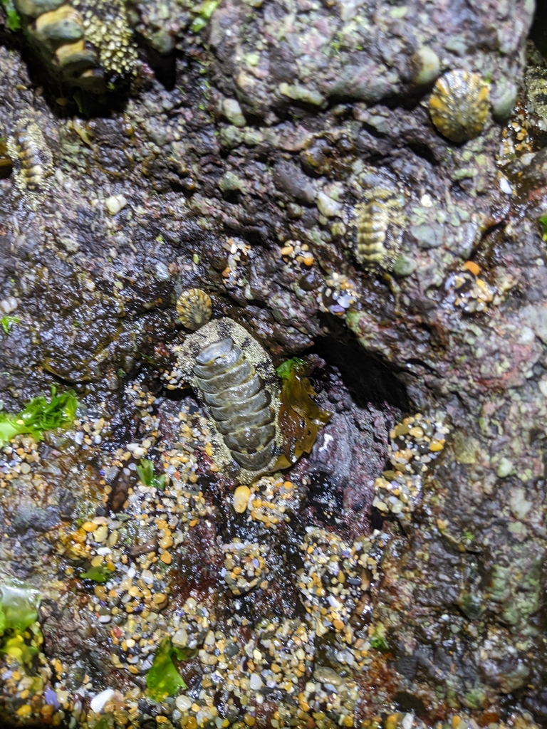 Liolophura gaimardi from Australia on January 5, 2024 at 09:56 PM by ...