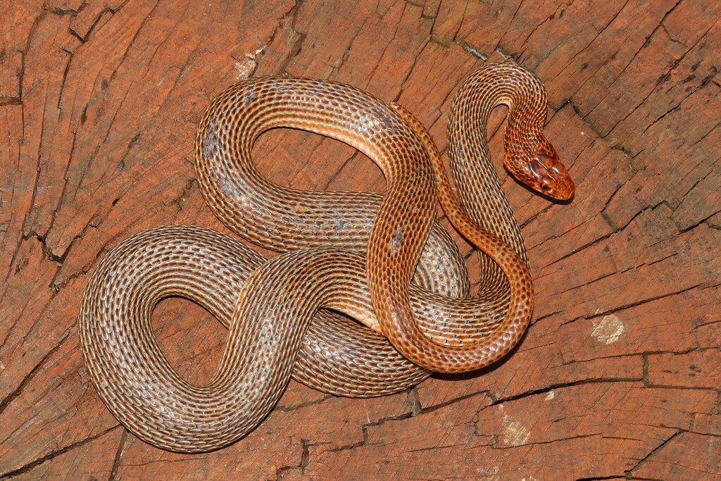 Red-Bellied Racer from Sagarejo Municipality, Georgien on June 3, 2023 ...