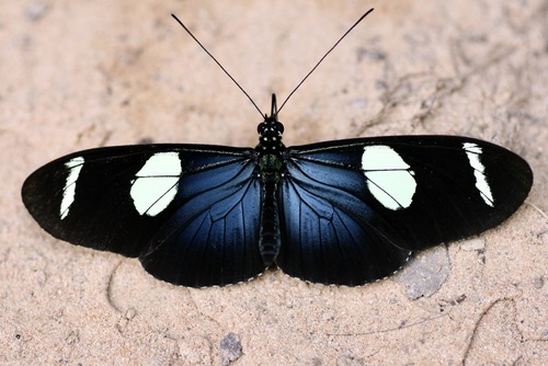 Subspecies Heliconius wallacei flavescens · iNaturalist