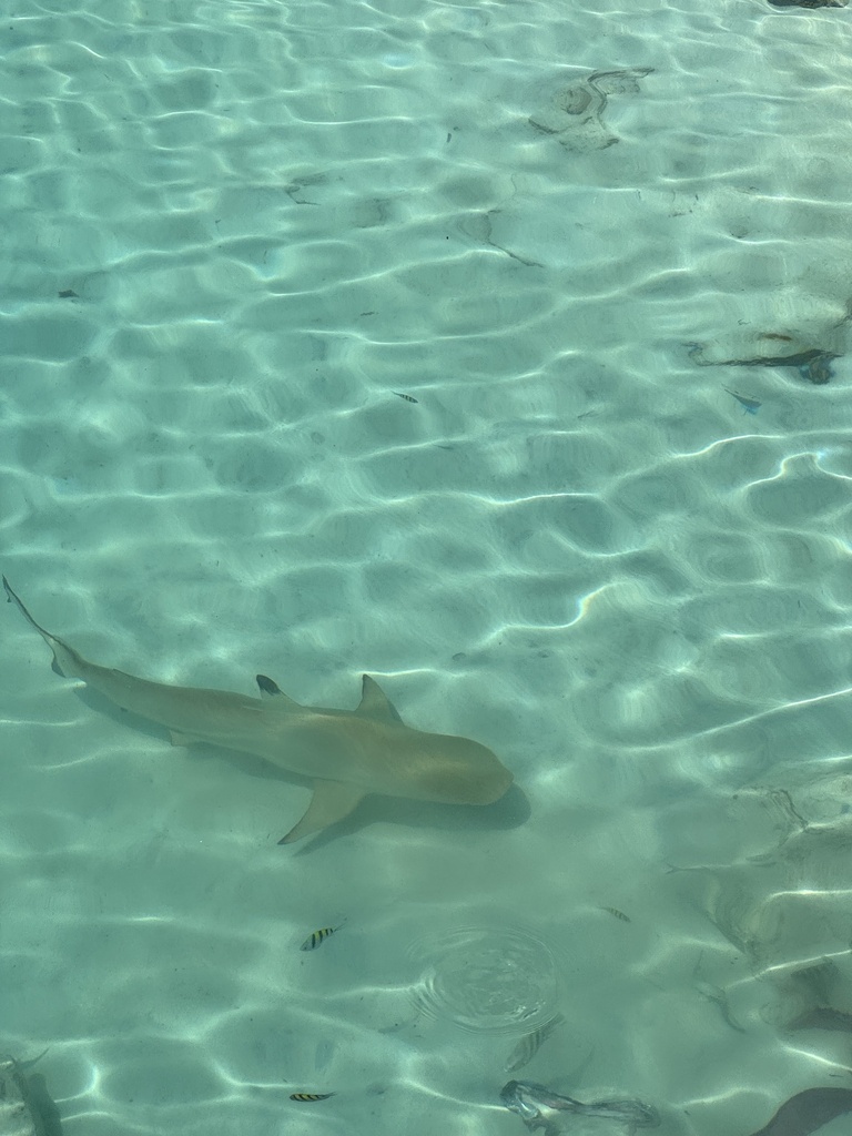 Blacktip Reef Shark in January 2024 by Sean Rowan Laughlin · iNaturalist