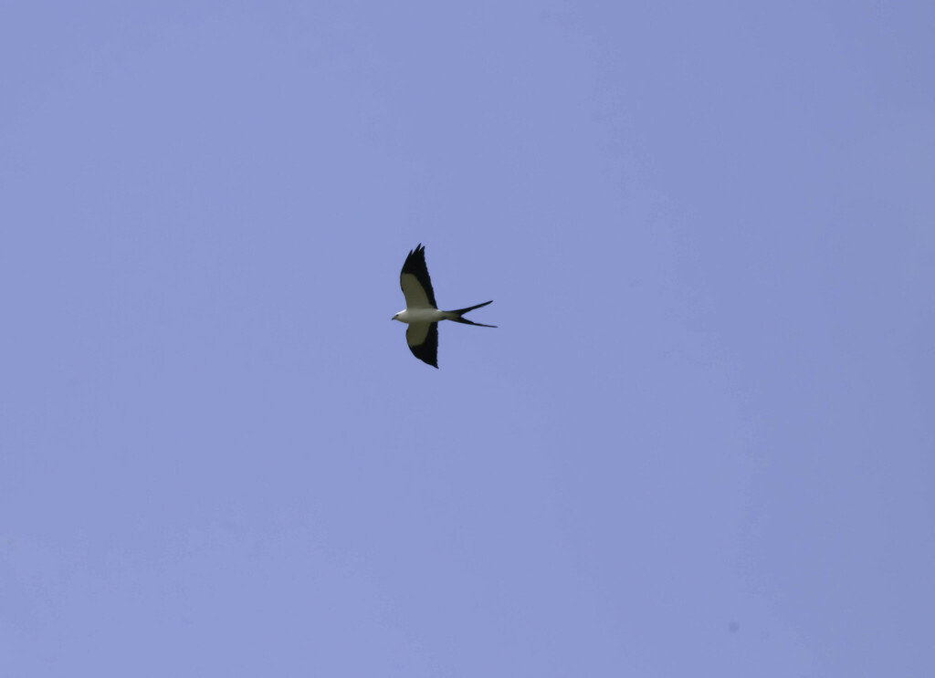 Swallow-tailed Kite from Puntarenas Province, Monteverde, Costa Rica on ...