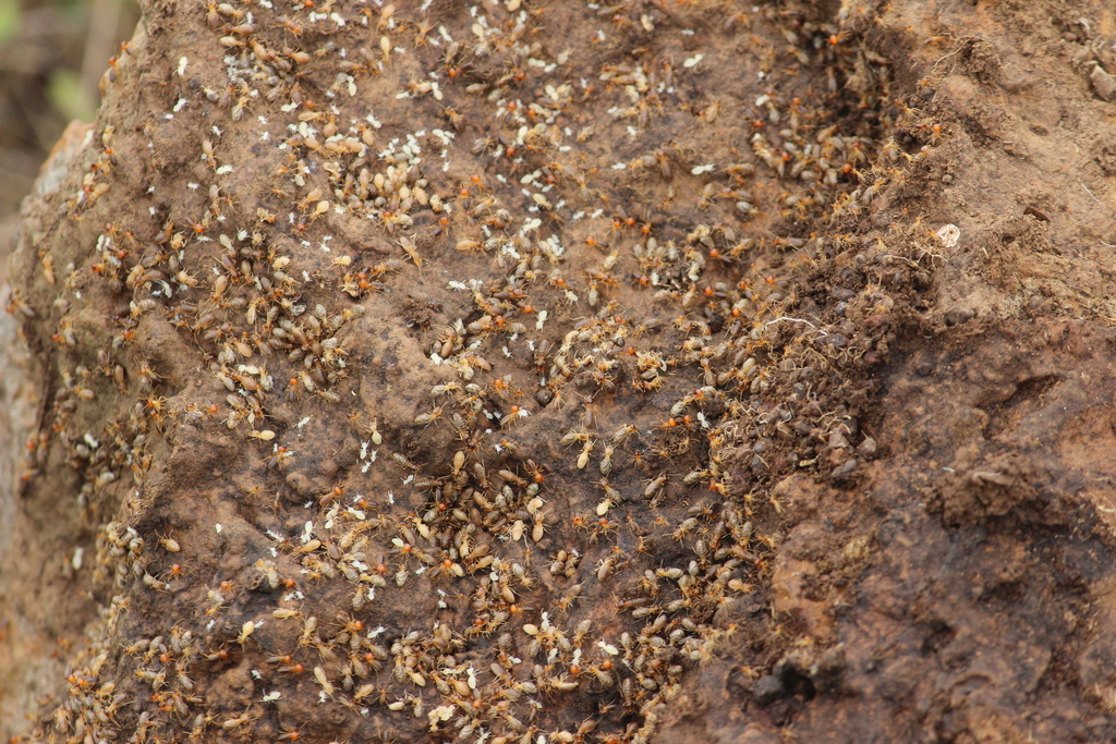 Common Snout Termites from Dandewadi, Maharashtra 416702, India on July ...