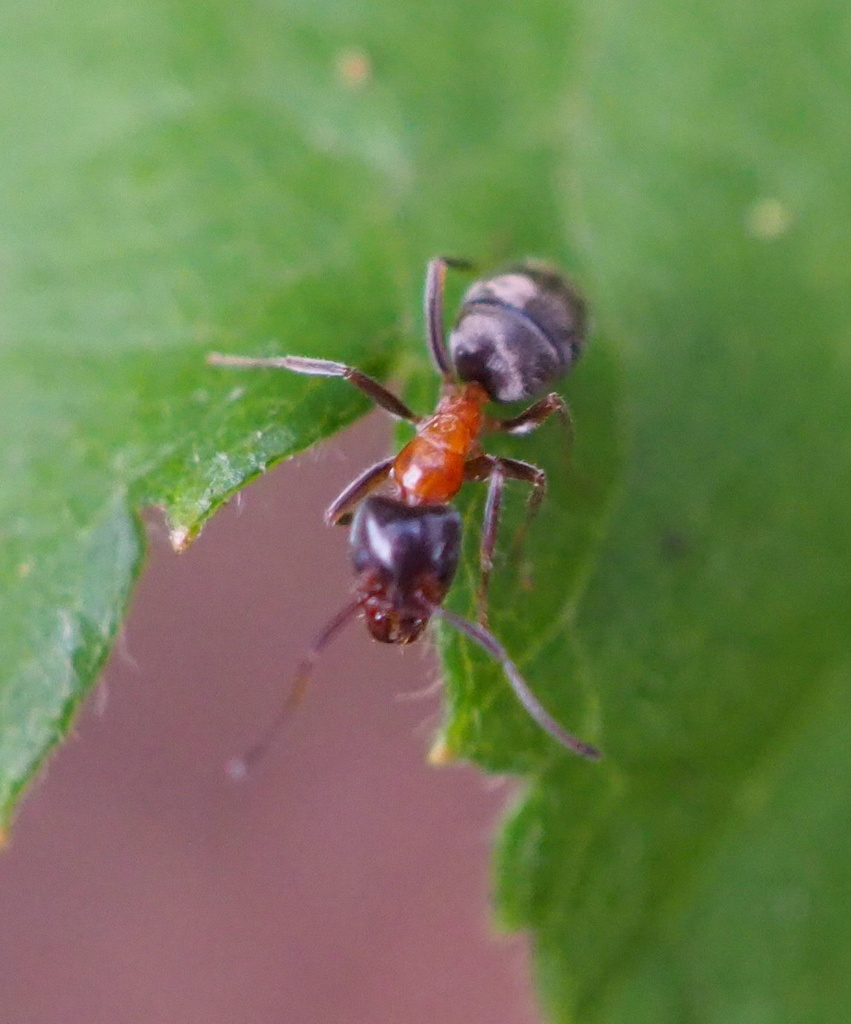 Western Velvety Tree Ant from Claremont, CA, US on January 6, 2024 at ...
