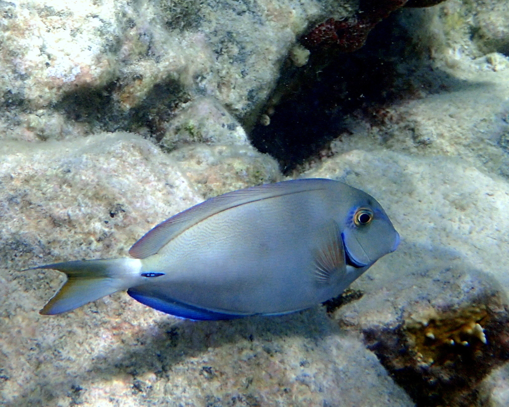 Caribbean Ocean Surgeonfish from grand case, saint martin on September ...