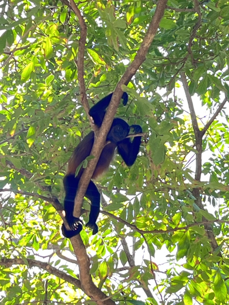 Spider, Howler, and Woolly Monkeys in January 2024 by Danielle ...