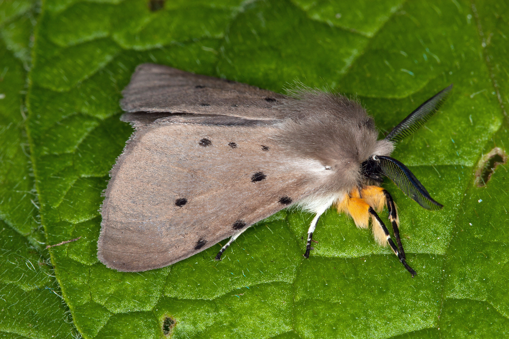 Muslin Moth from 89861 Tropea, Vibo Valentia, Italien on April 1, 2008 ...