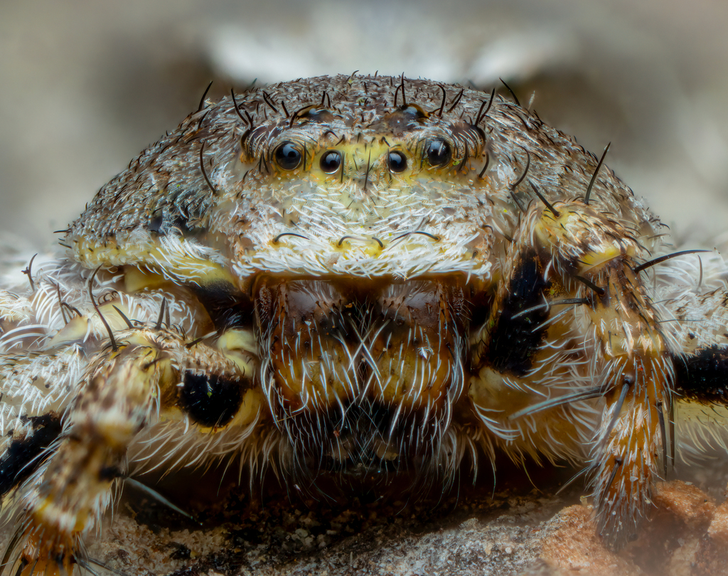 Lichen Running Spider in January 2024 by Markus Horrer. Male here ...