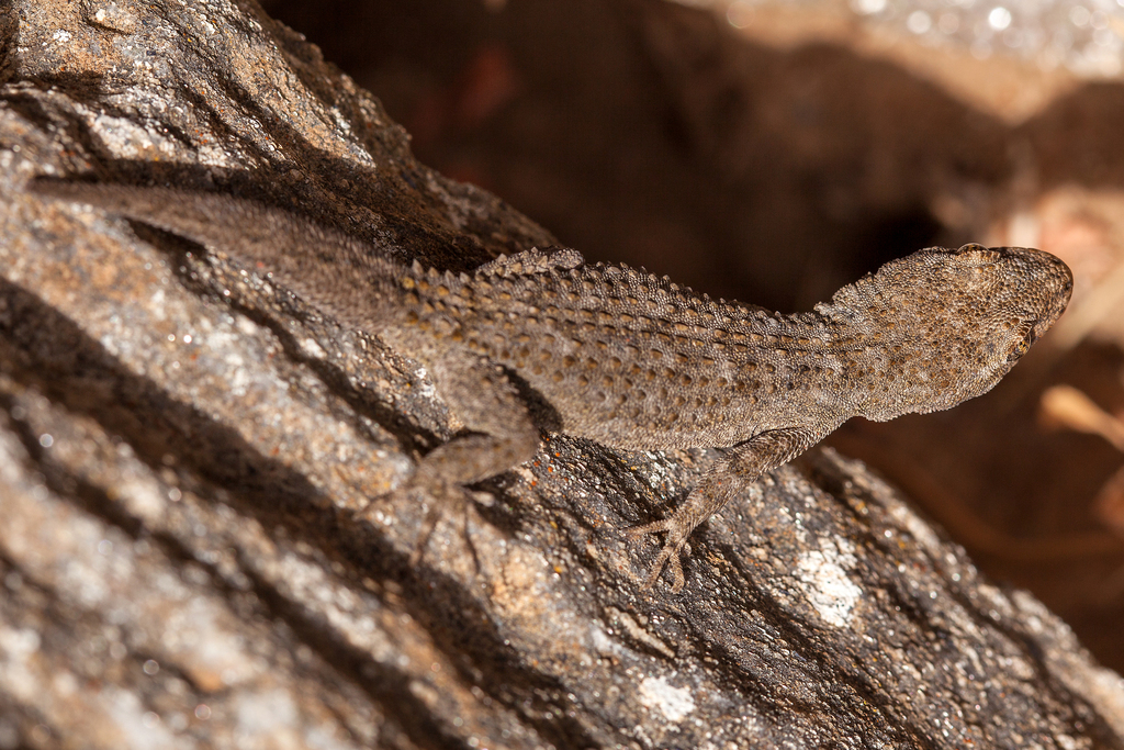Kotschy's Gecko from Südliche Ägäis, Griechenland on May 3, 2016 at 12: ...