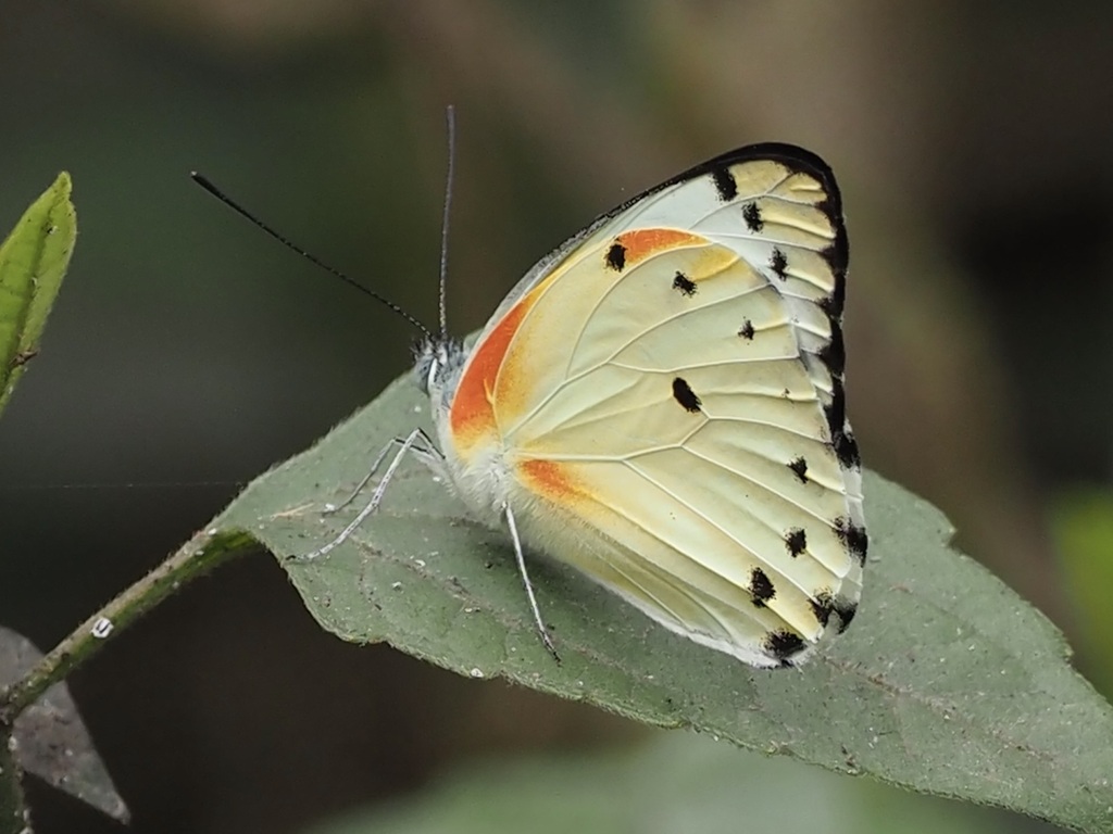 Eastern Dotted Border from Damba, Angola on October 9, 2023 at 12:48 AM ...