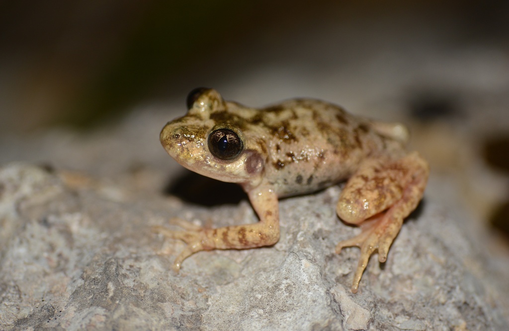 Mallorcan Midwife Toad in January 2024 by Zyas van der Maat · iNaturalist