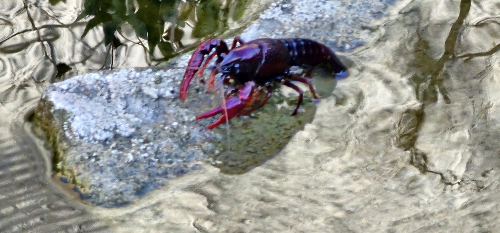 Red Swamp Crayfish from El Camino Real & Mesa Dr, Oceanside, CA 92054 ...
