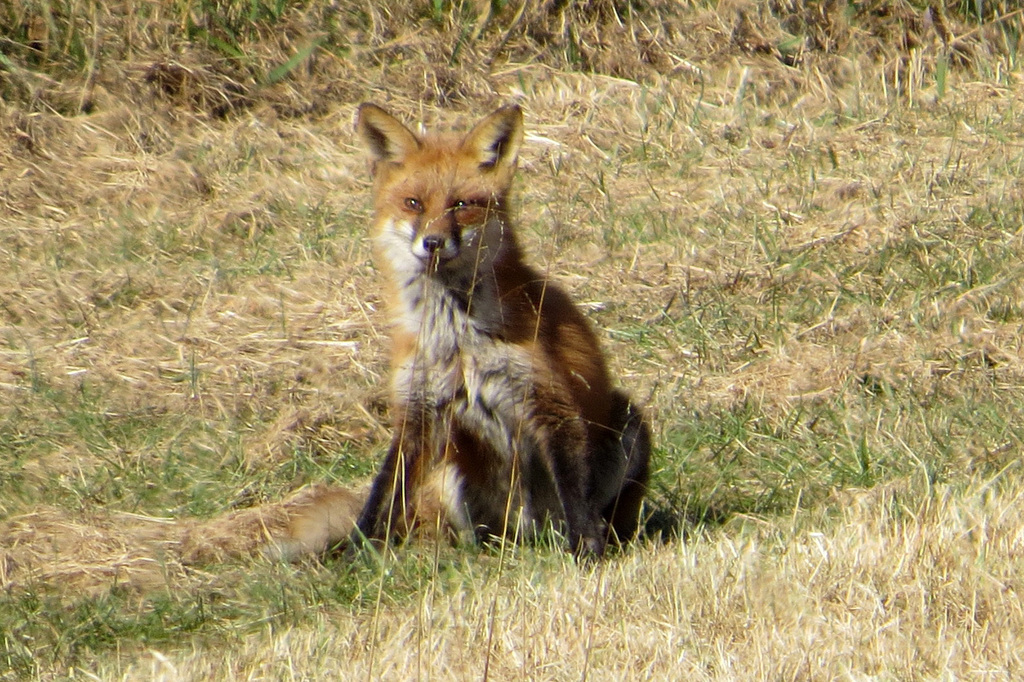 Red Fox from Ellicott City, MD, USA on December 14, 2016 at 10:32 AM by ...