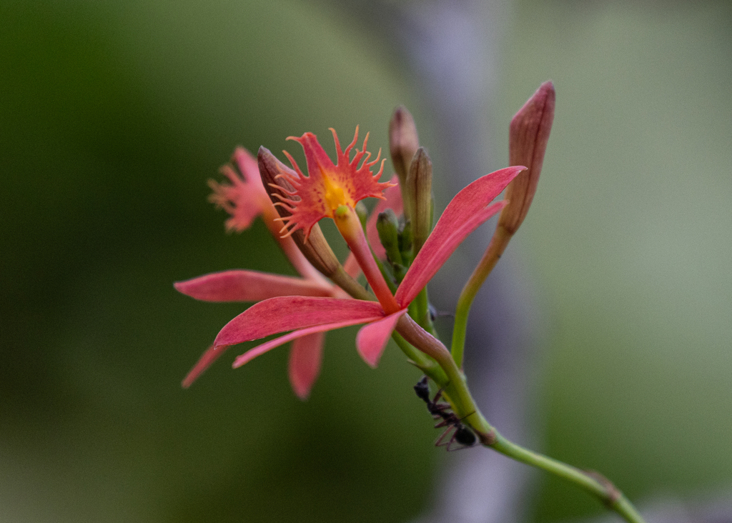 Epidendrum cinnabarinum from Serraria, Maceió - AL, Brasil on December ...