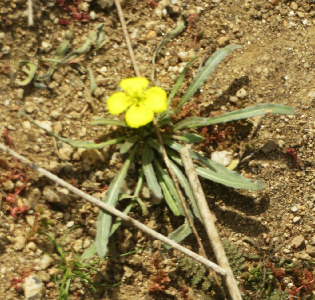 California sun cup from Riverside County, CA, USA on February 18, 2020 ...