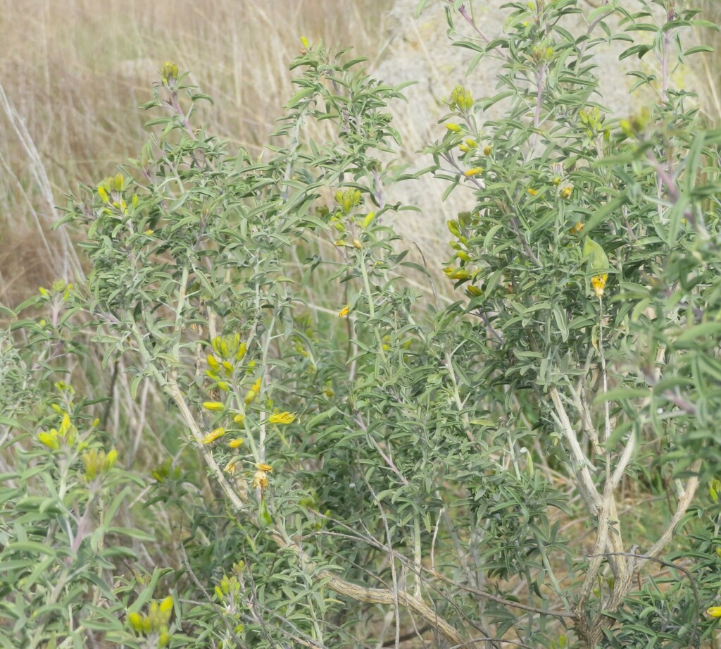 Bladderpod from Riverside County, CA, USA on February 18, 2020 at 09:39 ...