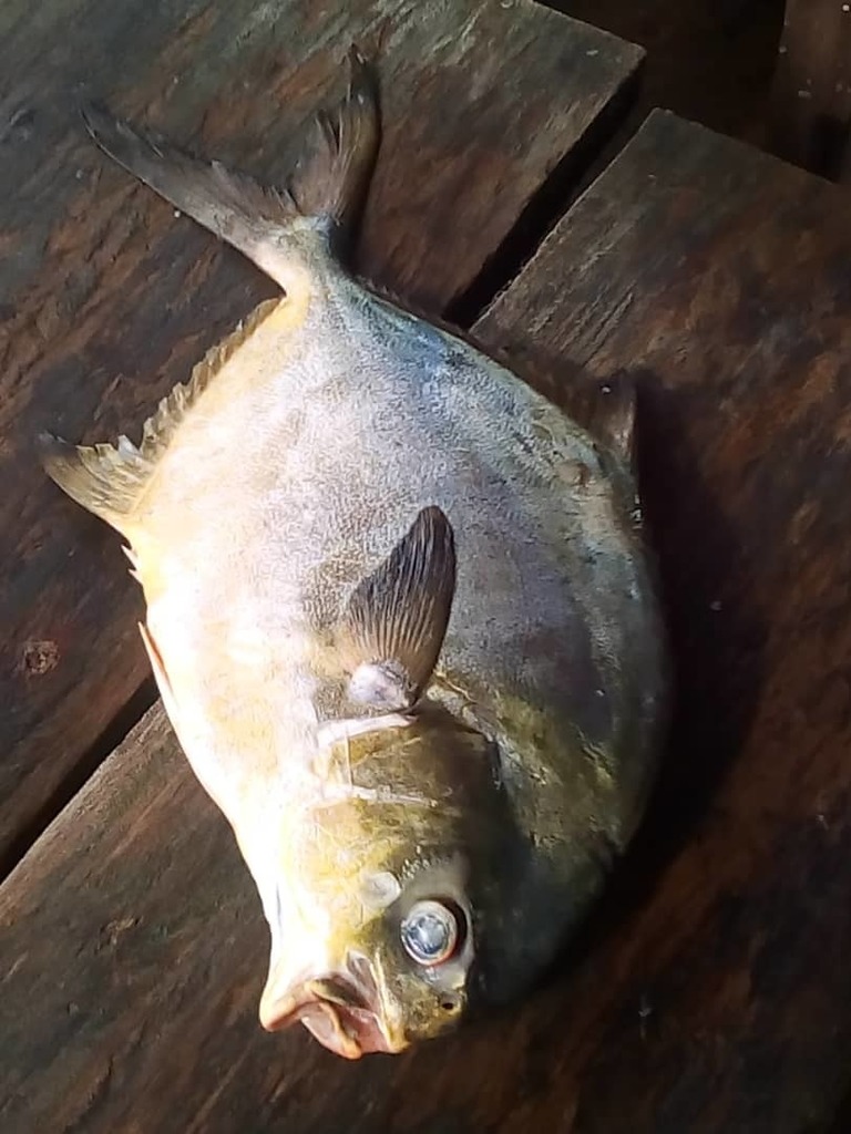 Shortfin Pompano from Fako, CM-SW, CM on April 04, 2019 at 04:50 PM by ...