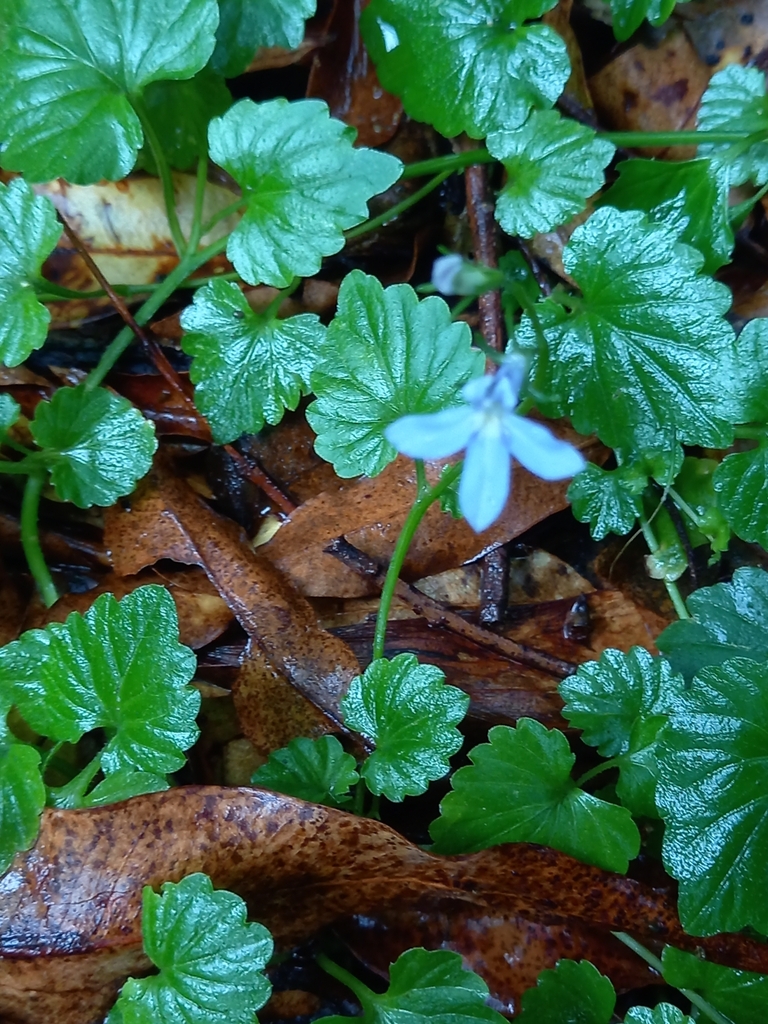 forest lobelia from Samford Valley QLD 4520, Australia on January 8 ...