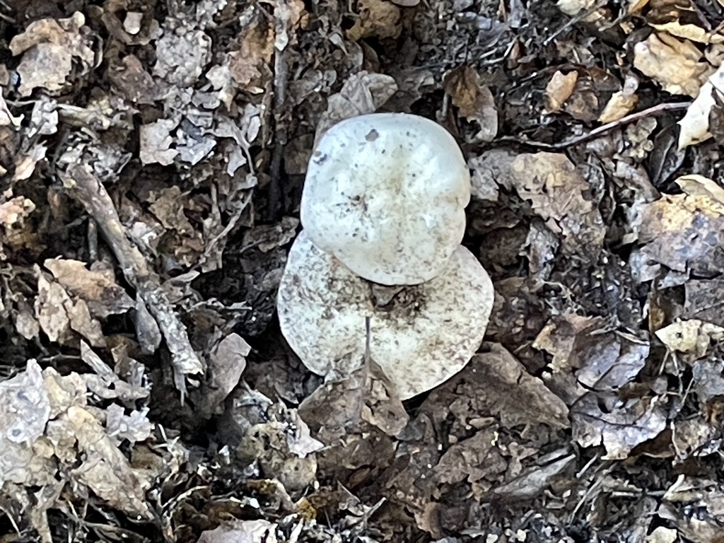 California Agaricus from San Diego County, CA, USA on January 7, 2024 ...