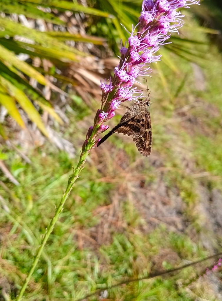Long-tailed Skipper from Crystal River, FL 34428, USA on October 15 ...
