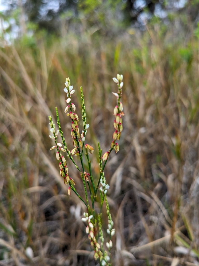 Tall Jointweed in January 2024 by Hannah Bridge · iNaturalist