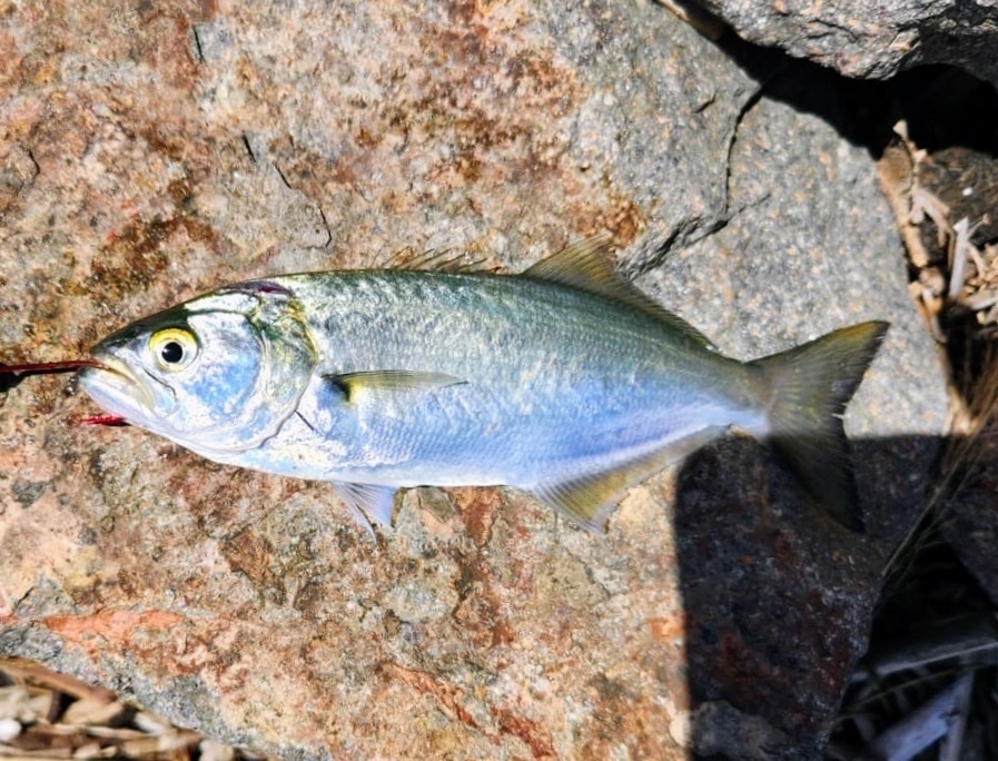 Bluefish from Hunter River/Coquun, Newcastle, NSW, AU on January 6 ...