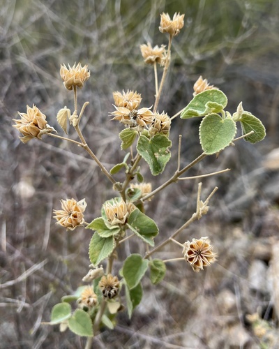 daisybird's Identifications · iNaturalist