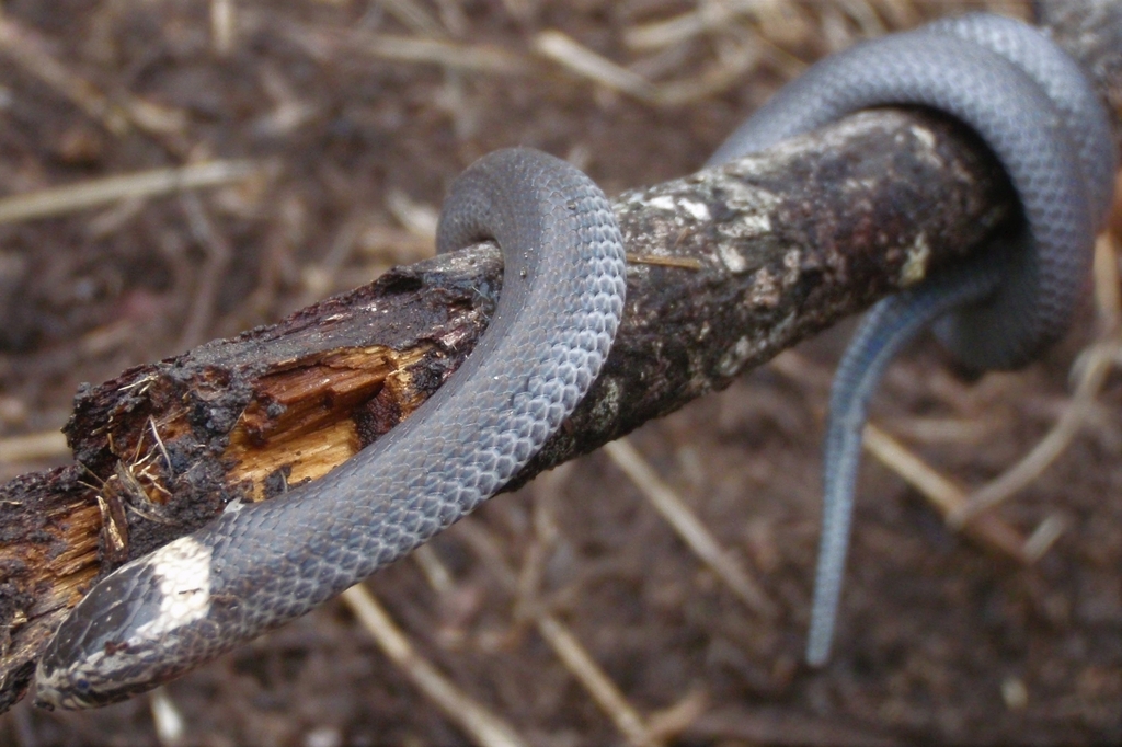 White-crowned Snake from Urangan QLD 4655, Australia on March 25, 2012 ...