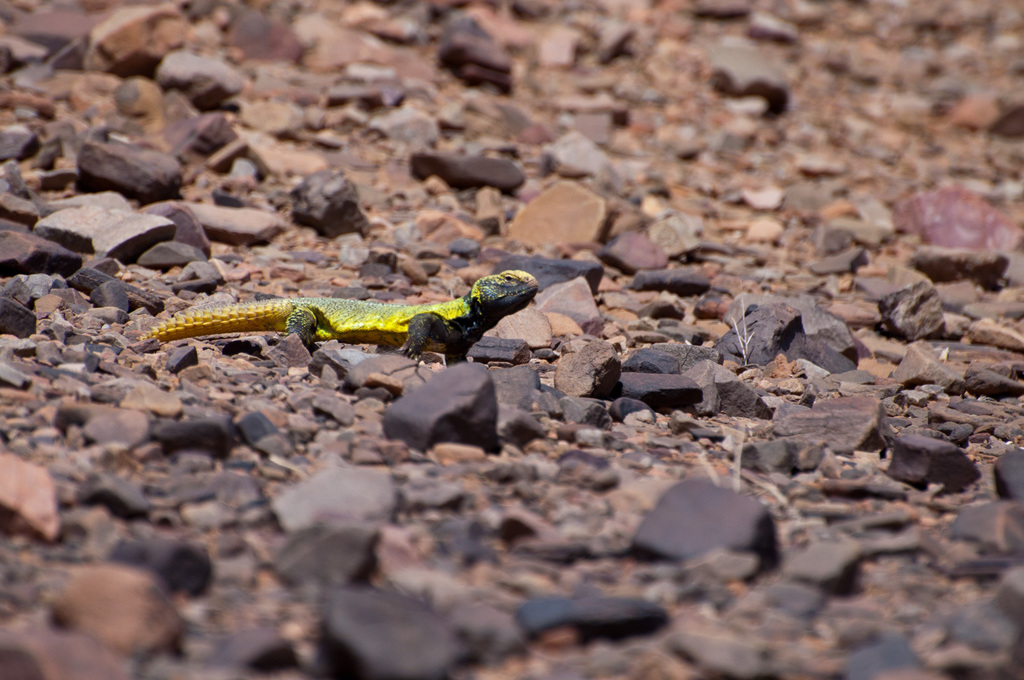 Moroccan Spiny-tailed Lizard from Tata, Marokko on April 2, 2011 at 01: ...
