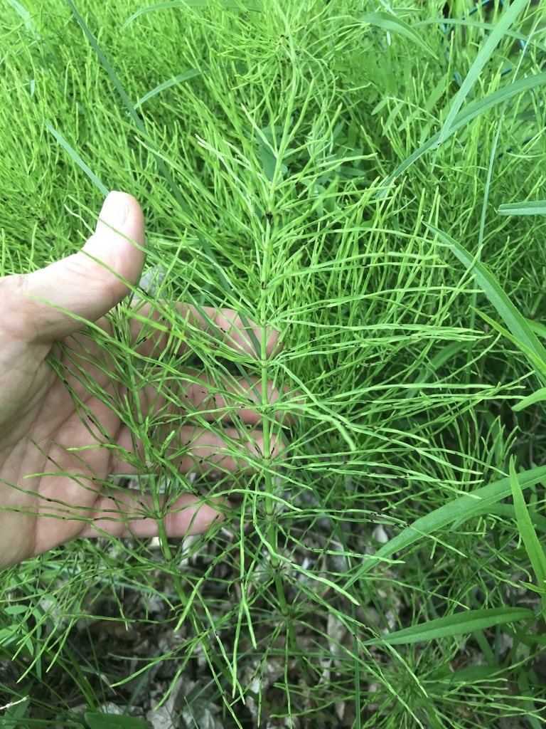field horsetail from Ch Monette, Cayamant, QC, CA on June 6, 2022 at 02 ...