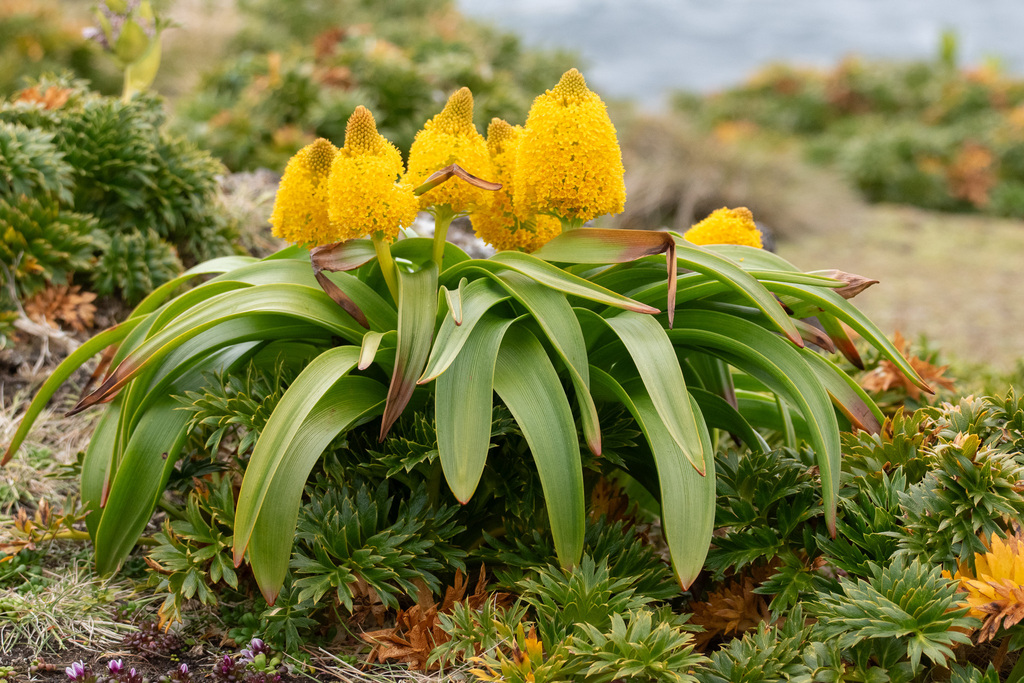 Ross Lily in December 2023 by Jenny Kerrisk · iNaturalist