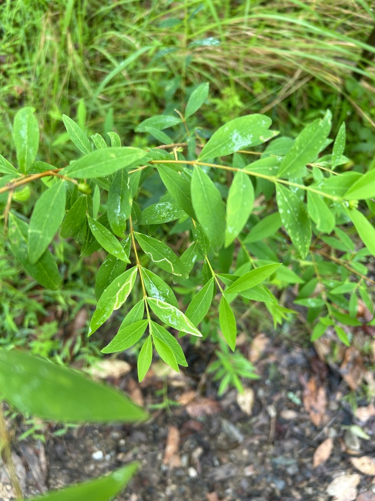 Bootlace Plant from Whites Hill Reserve, Camp Hill, QLD, AU on January ...