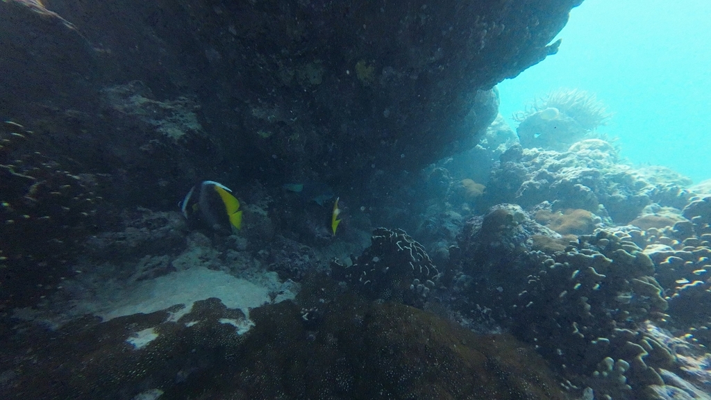 Singular Bannerfish from R2X7+2WG, Lakshmanpur, Andaman and Nicobar ...