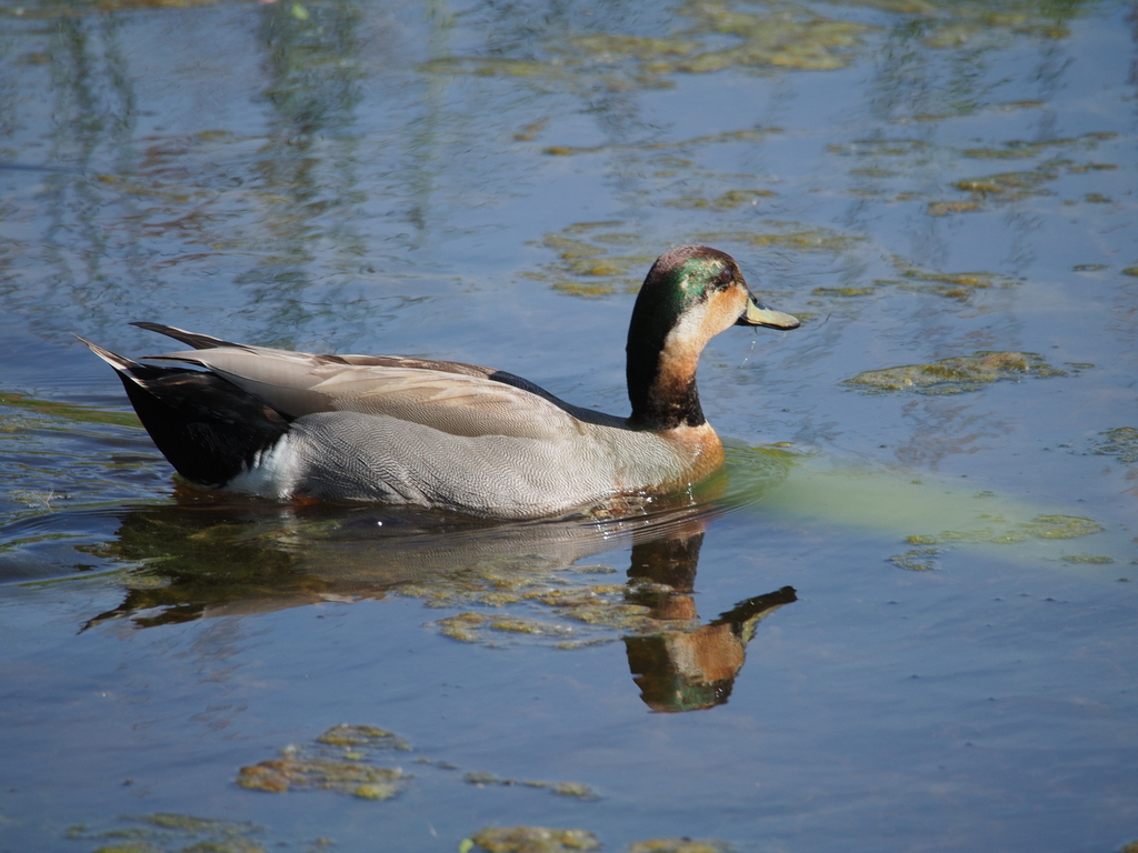 Brewer's Duck from madrona marsh on April 20, 2016 by mlgb1 · iNaturalist