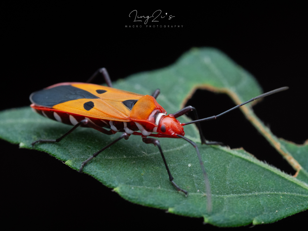 Indian Cotton Stainer from Sepang, Selangor, Malaysia on January 5 ...