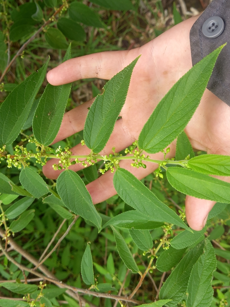 Nettle Tree from 83-87 Mount O'Reilly Rd, Samford Valley QLD 4520 ...