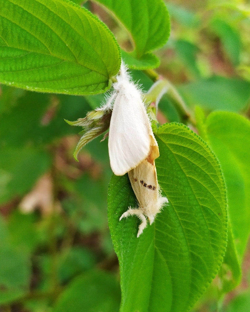 Nygmiini from X9RV+JX9, Parassinikadavu, Kerala 670563, India on ...