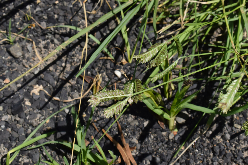 three-spiked goose grass from Wollongong NSW, Australia on December 30 ...