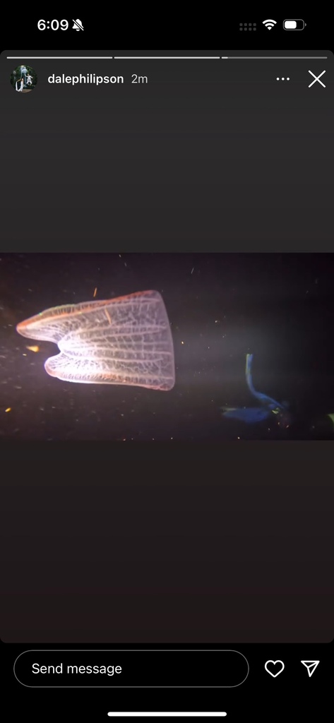 Animals from Indian Ocean, Busselton, WA, AU on January 8, 2024 at 06: ...