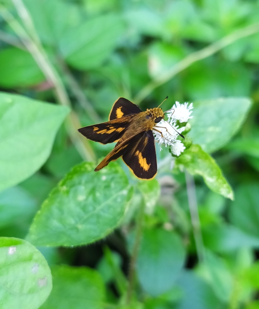 dartlets from X9RV+JX9, Parassinikadavu, Kerala 670563, India on ...