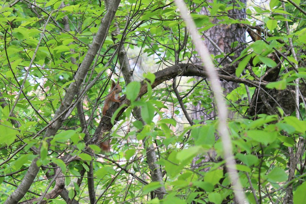 Eurasian Red Squirrel from Ирпень, Киевская область, Украина on May 14 ...