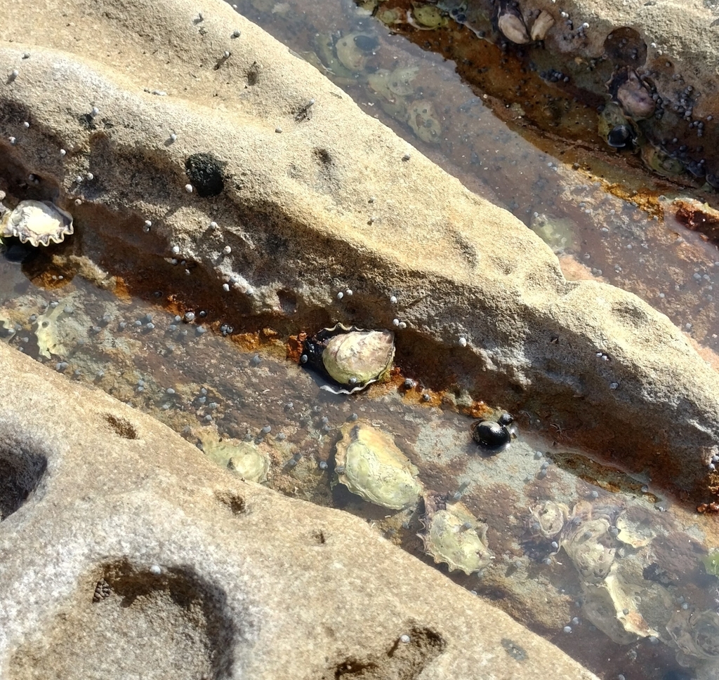 Little Blue Periwinkle from Whale Beach NSW 2107, Australia on December ...