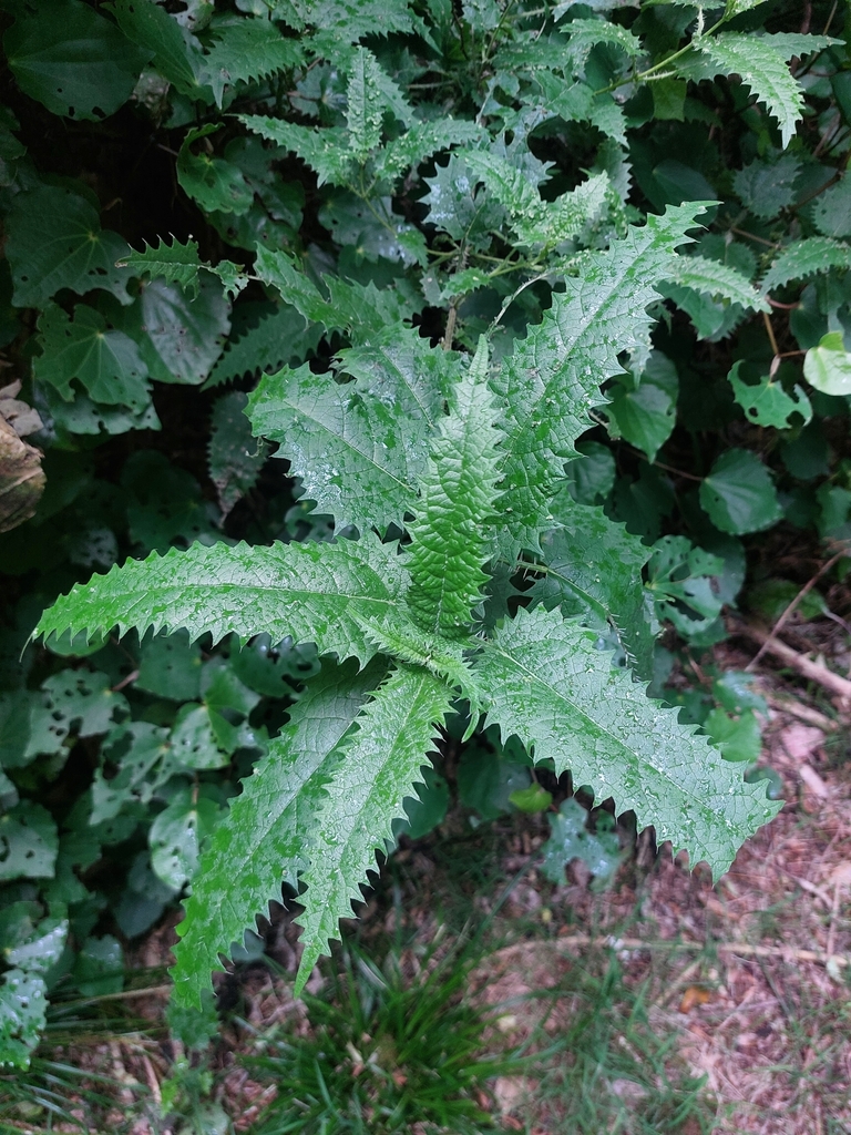 Tree Nettle from Tasman 7183, New Zealand on January 5, 2024 at 10:05 ...