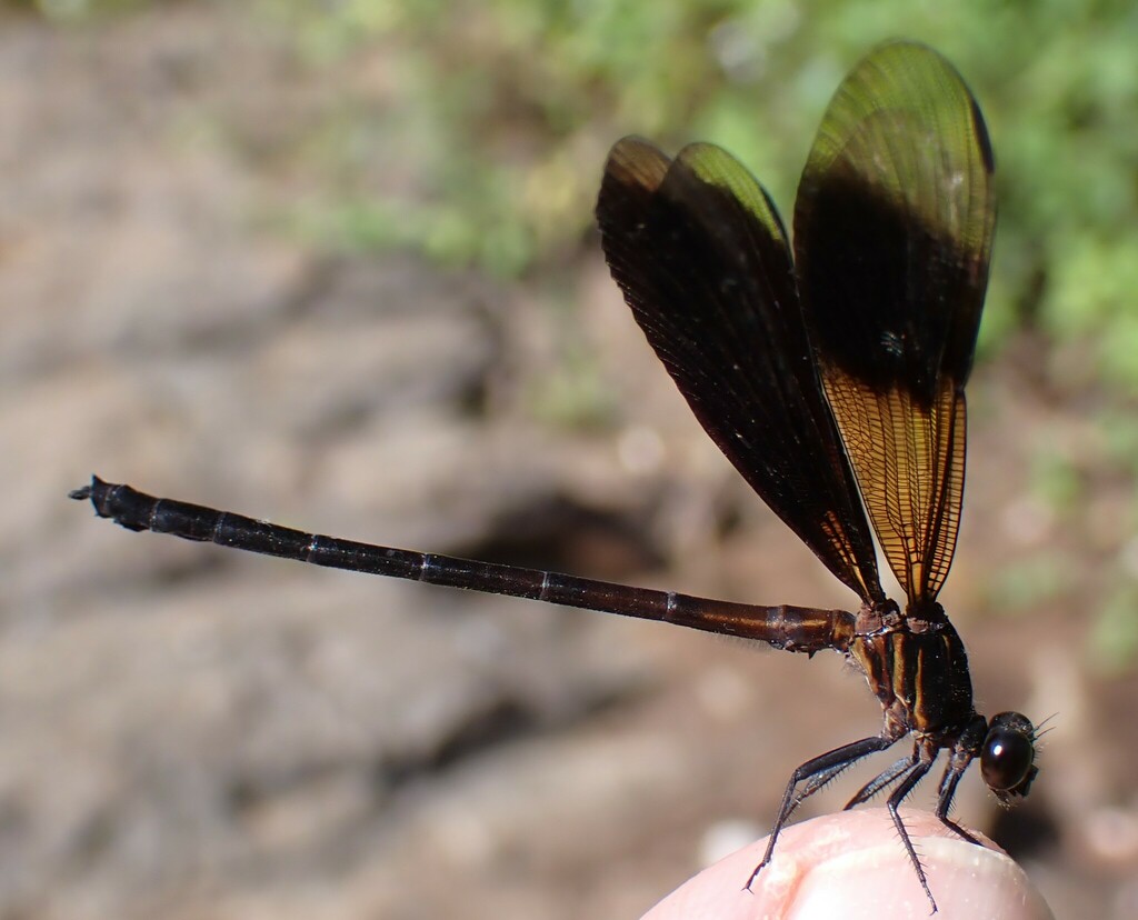 Euphaea inouei from Ou Reang, Cambodia on January 8, 2024 at 09:38 AM ...